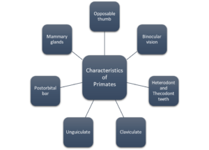Anthropology - Meaning, Definition, Branches | Anthroholic