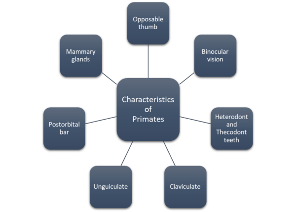 Anthropology - Meaning, Definition, Branches | Anthroholic