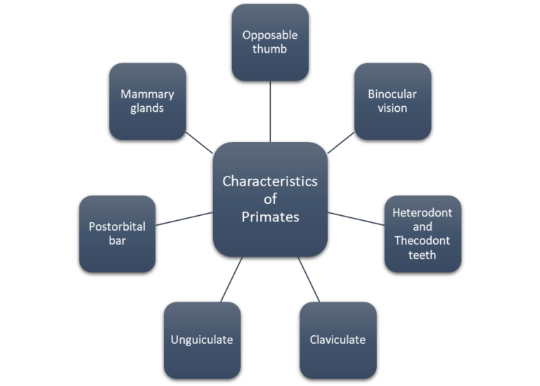 Anthropology - Meaning, Definition, Branches | Anthroholic