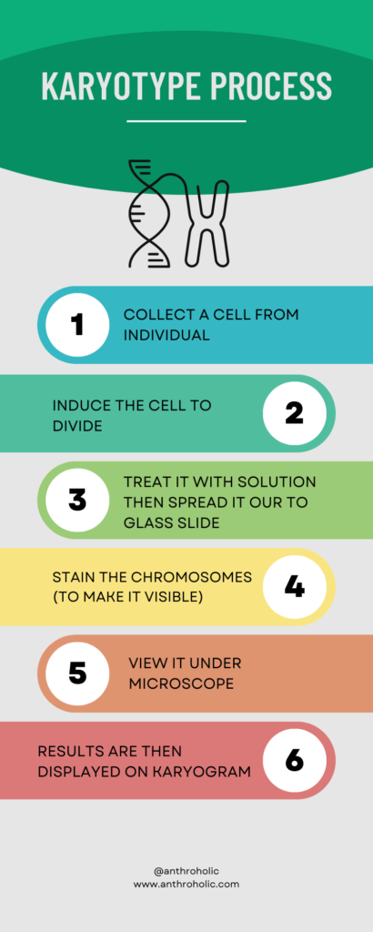 Chromosomal Analysis in Human Genetics | Anthroholic