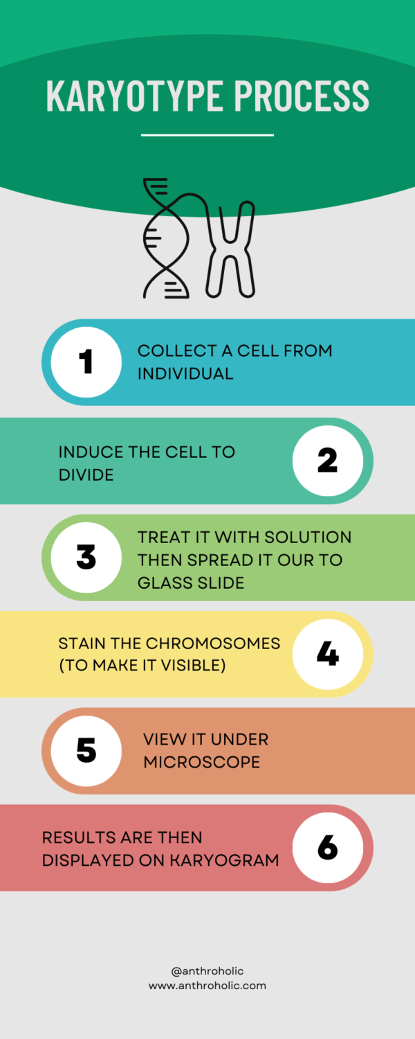 Chromosomal Analysis in Human Genetics | Anthroholic