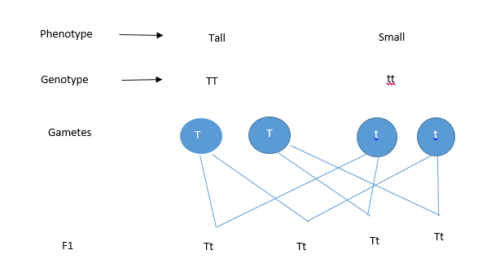 Principle of Inheritance and Variation in Genetics | Anthroholic