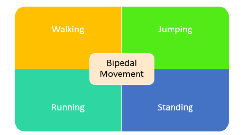 Bipedalism in Anthropology | Anthroholic