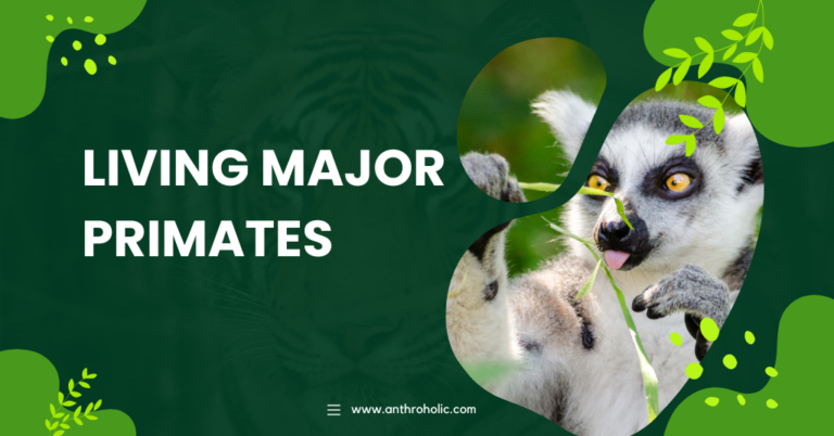 Living Major Primates in Anthropology | Anthroholic